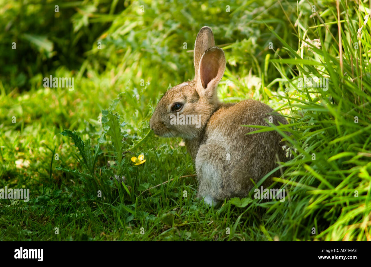 Rabbit hedge hi-res stock photography and images - Alamy