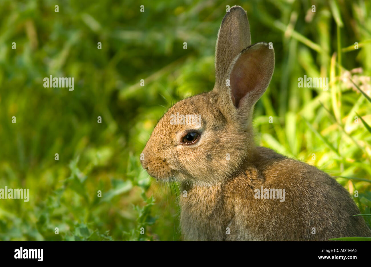 Rabbit myxomatosis uk hi-res stock photography and images - Alamy