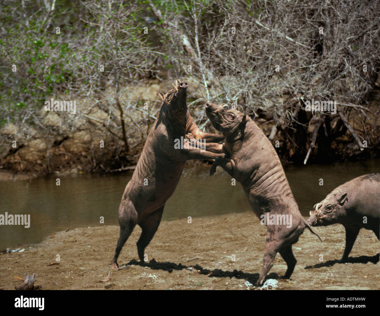 Babiroussa (Babyrousa babyrussa) males fighting Stock Photo - Alamy