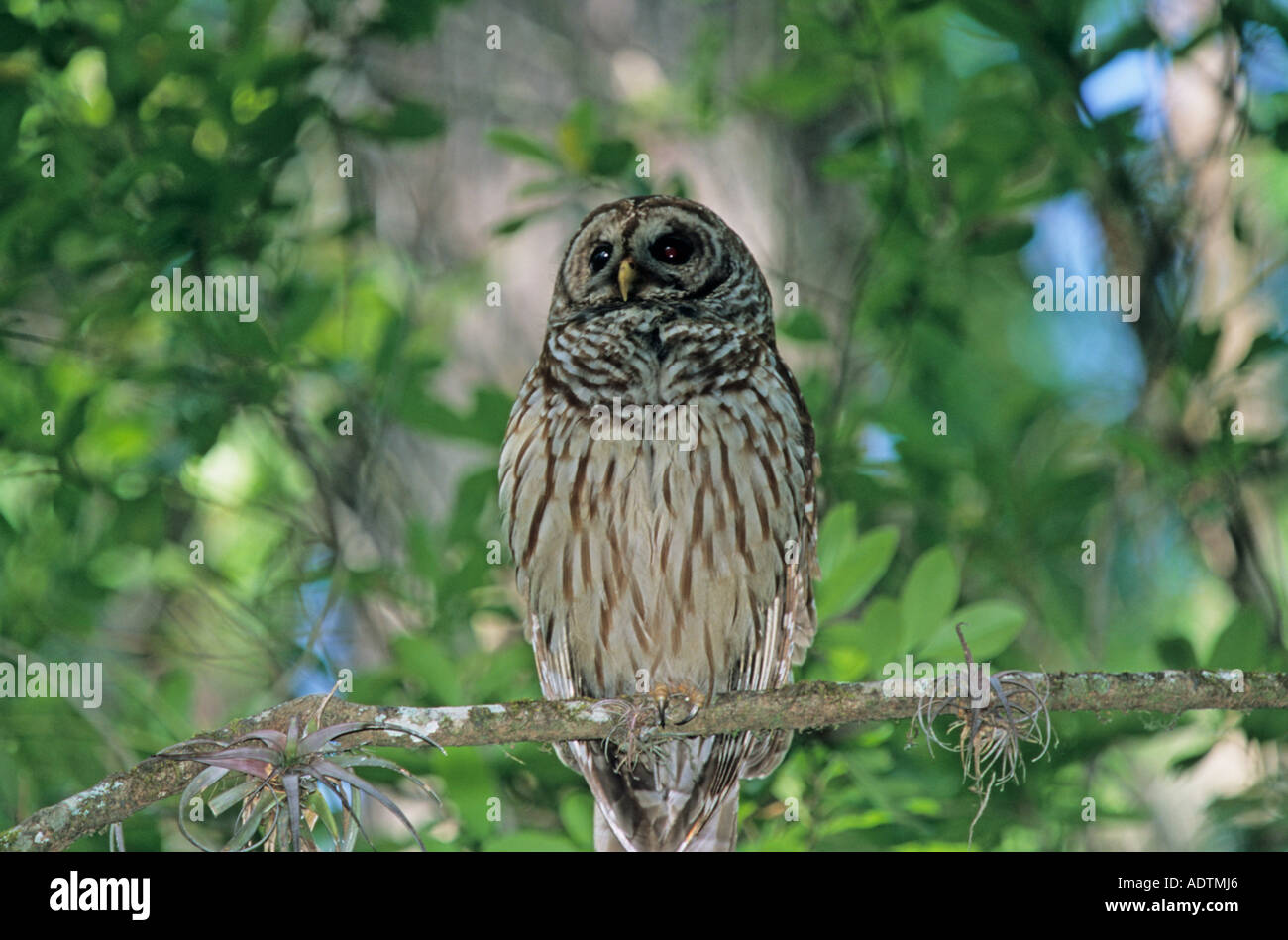 Juvenile barred owl hi-res stock photography and images - Alamy