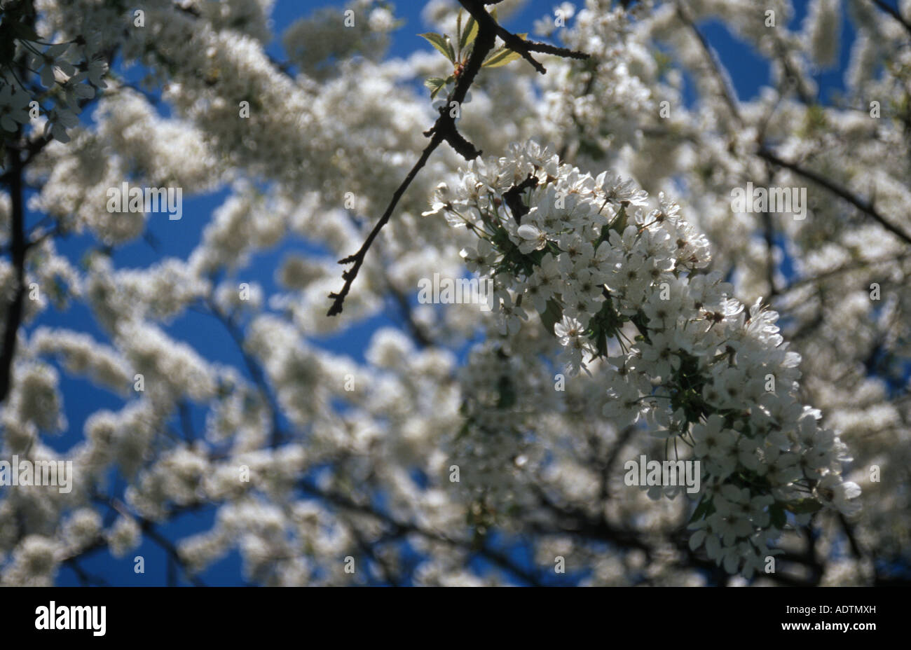blossoming branch Orchard in the spring Stock Photo - Alamy