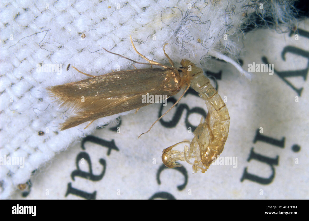 Clothes moth Tineola biselliella recently hatched moth on fabric Stock ...