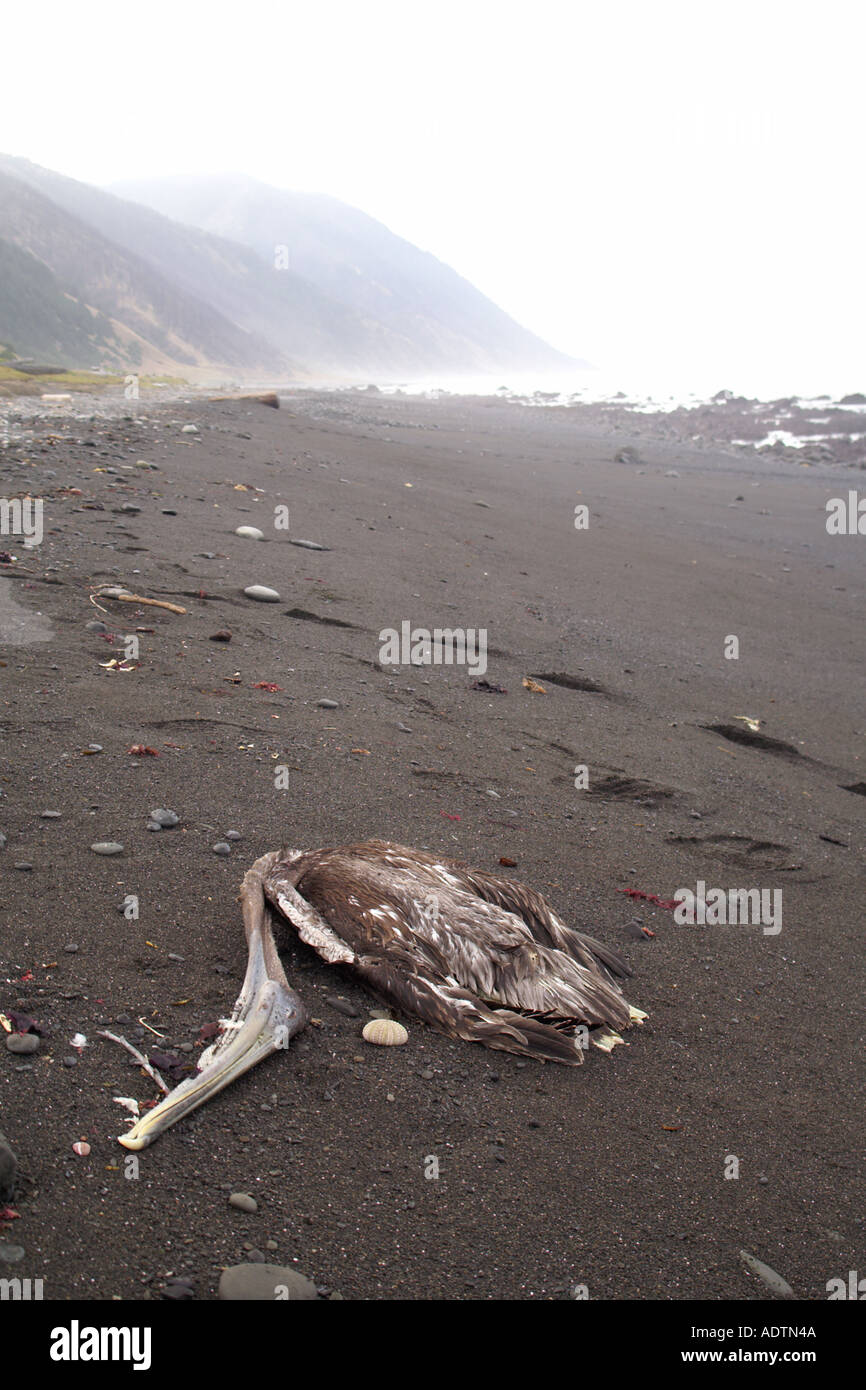 dead brown pelican pelecanus occidentalis on california's lost coast ...