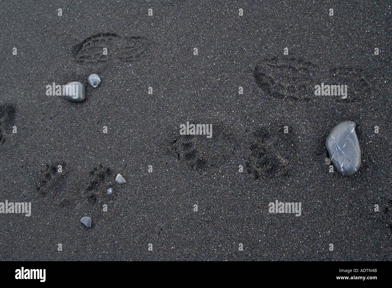 Black bear tracks hi-res stock photography and images - Alamy