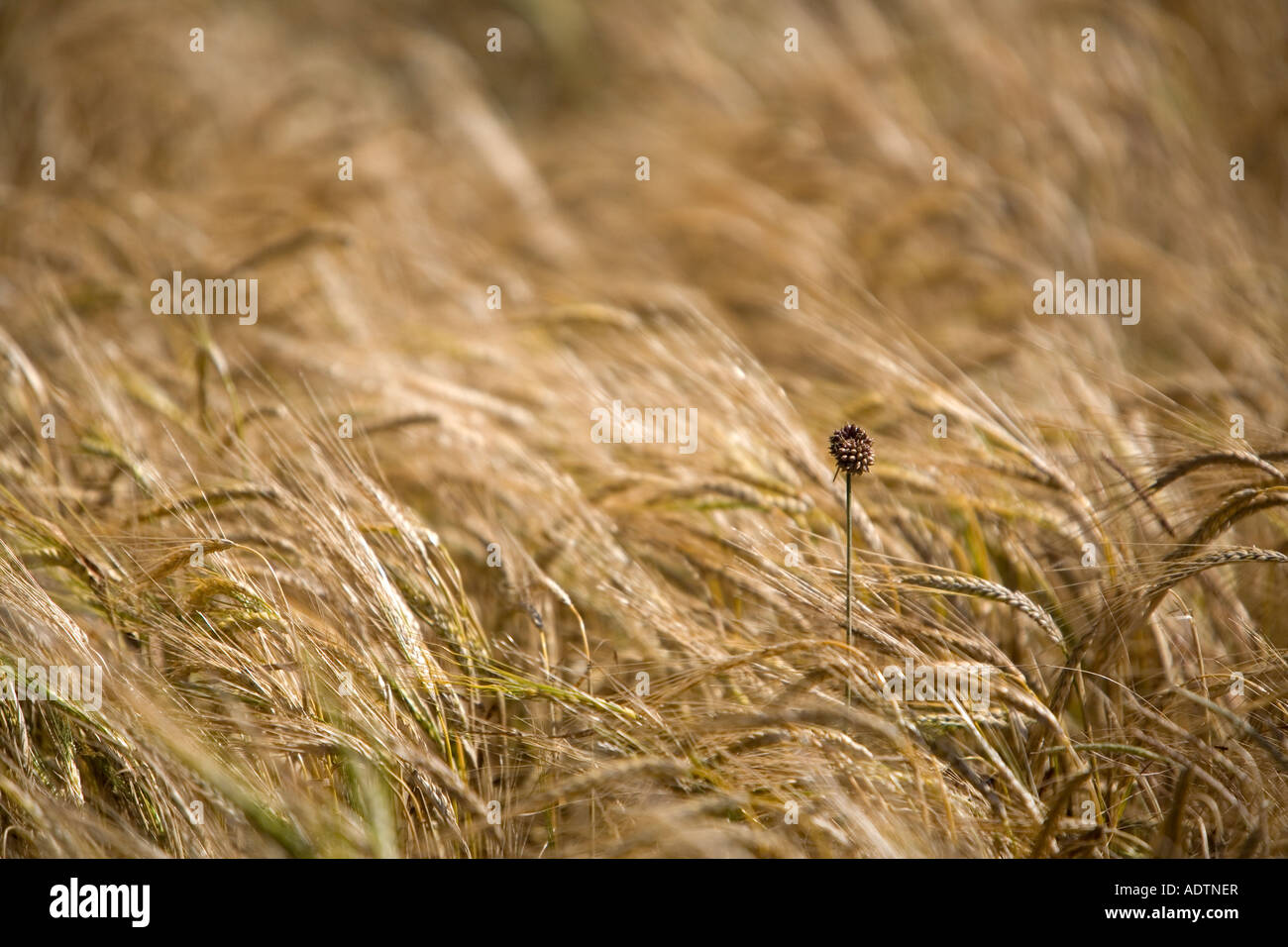 Closeup view of ripe barley ready for harvesting with the seed head of ...