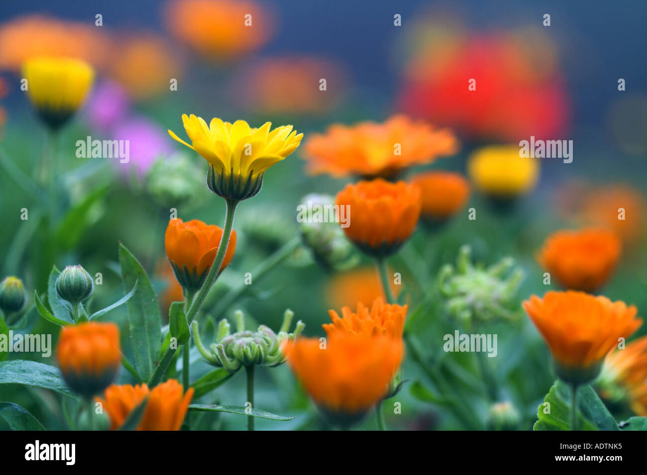 Striking red flowers blooms hi-res stock photography and images - Alamy
