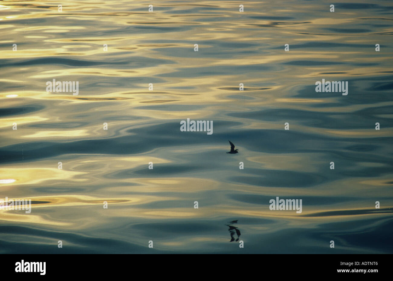 Blue Petrel Halobaena caerulea flying low above water Reflection Stock ...