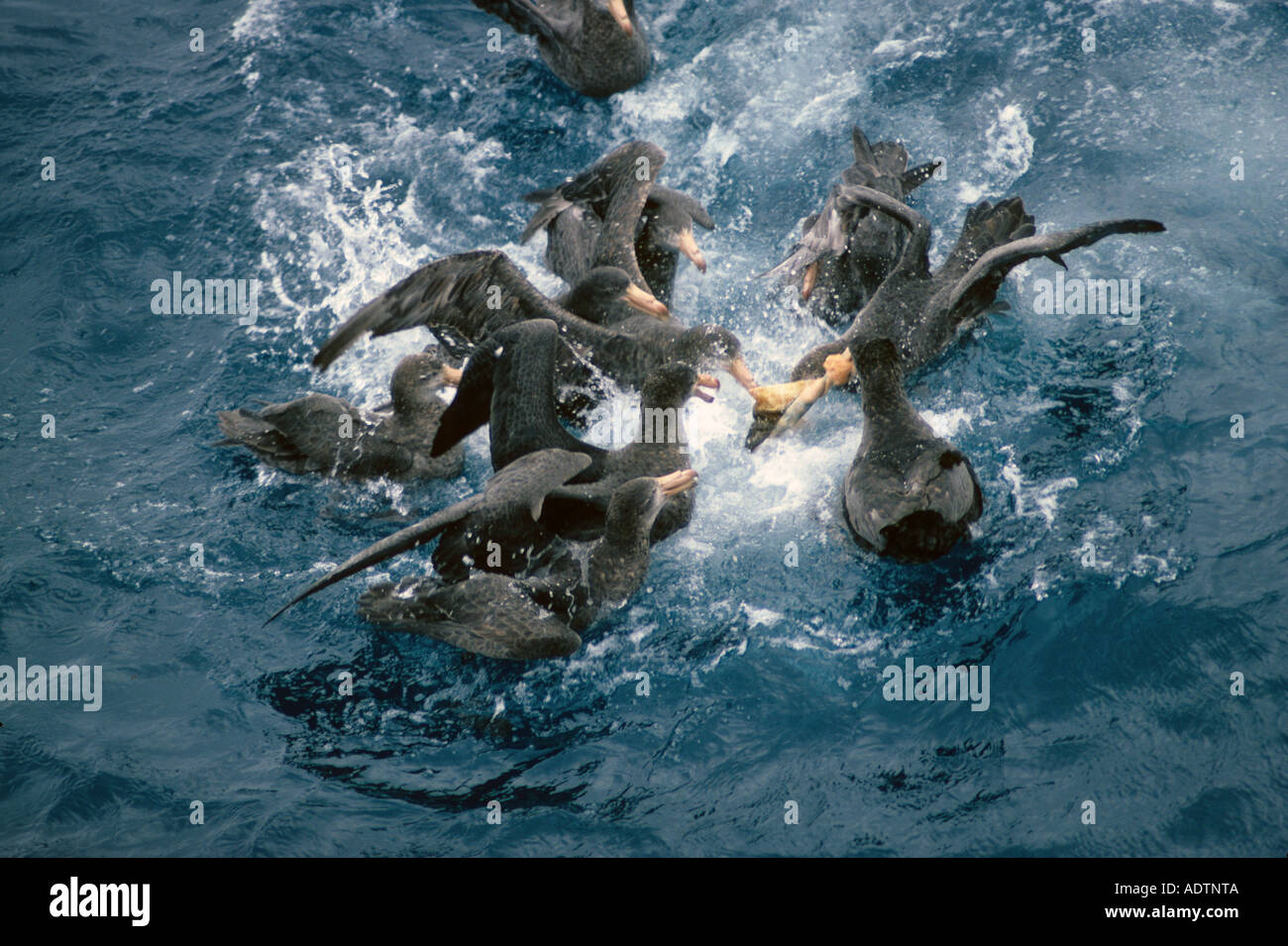 Giant Petrel Macronectes giganteus Small group in water fighting over ...