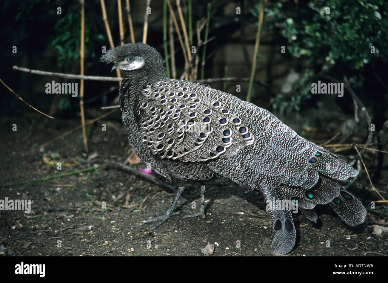 Grey Peacock Pheasant Polyplectron bicalcaratum Stock Photo - Alamy