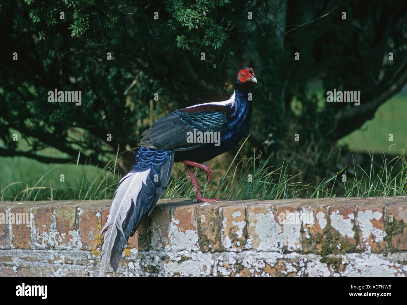 Swinhoe's Pheasant Lophura swinhoii Male standing on one leg on brick ...