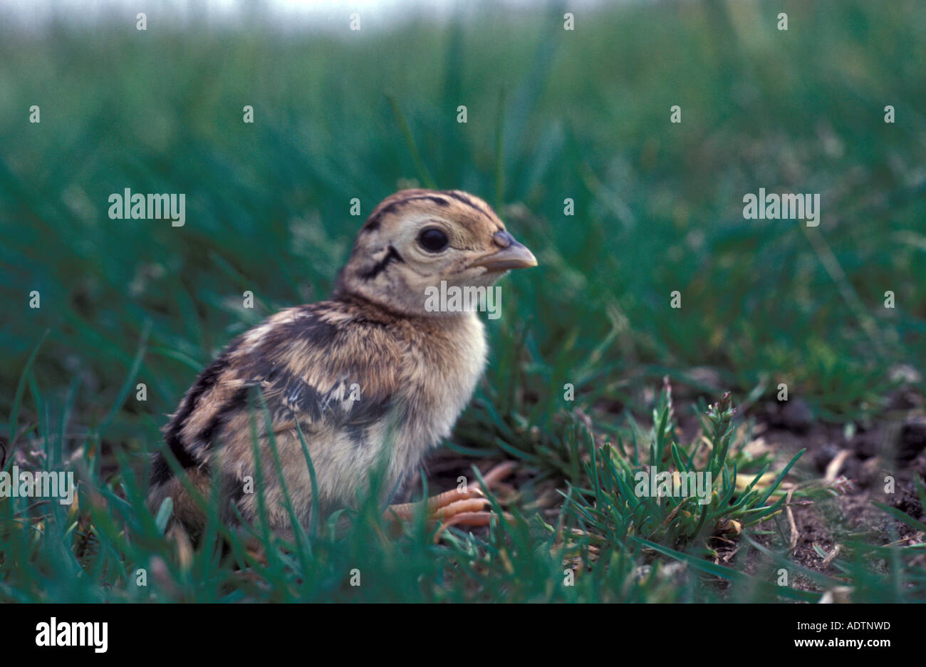 Ring necked Pheasant Phasianus colchicus Chick Stock Photo - Alamy