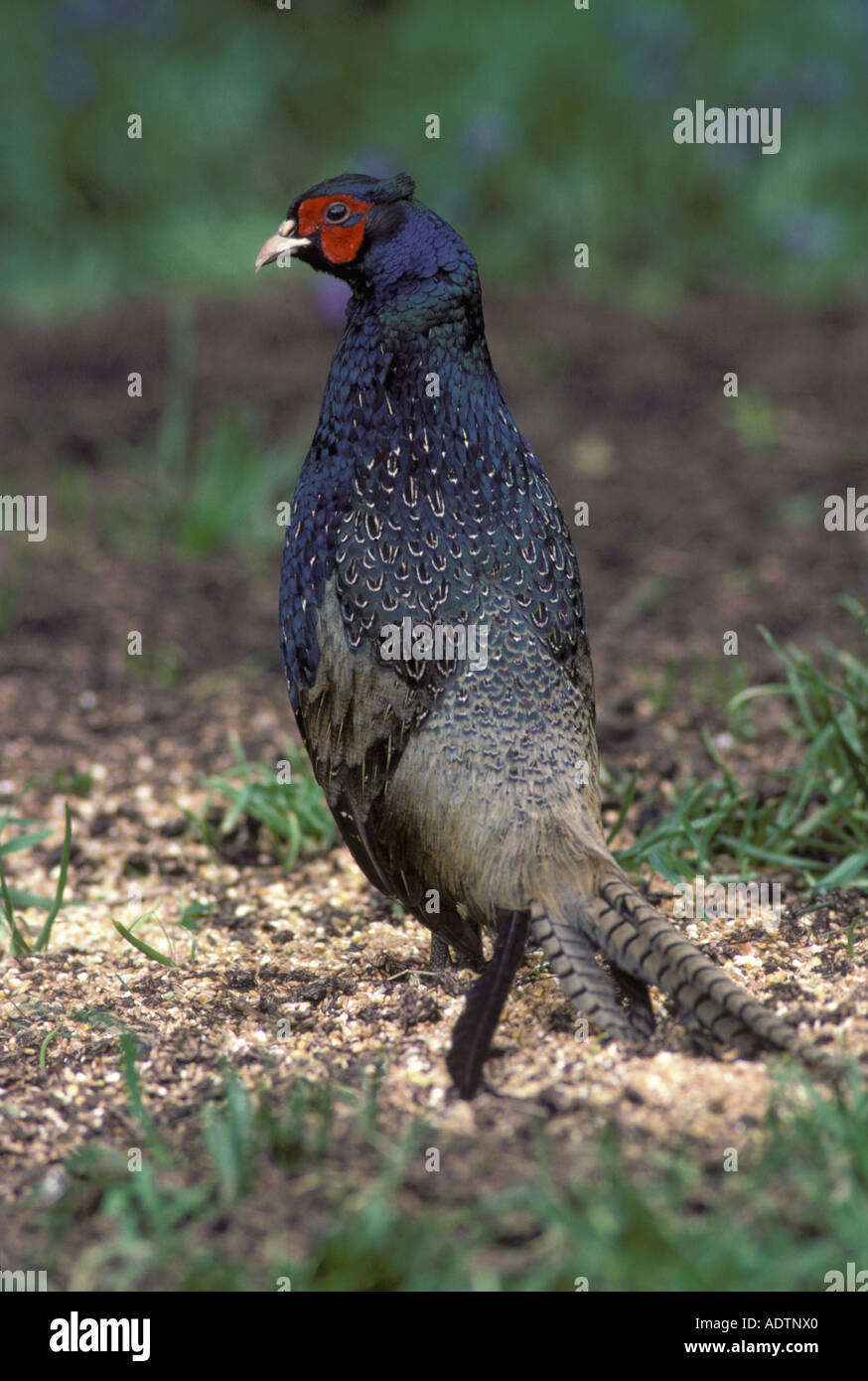 Melanistic pheasant hi-res stock photography and images - Alamy