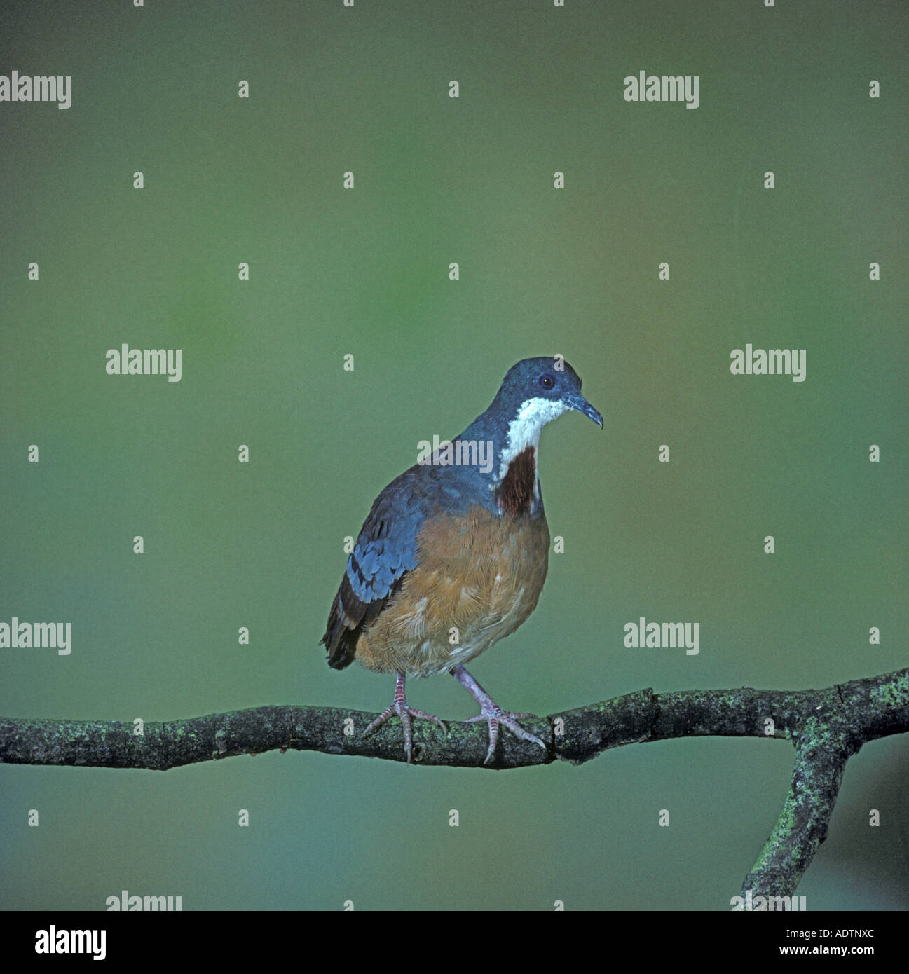 Crinig hi-res stock photography and images - Alamy