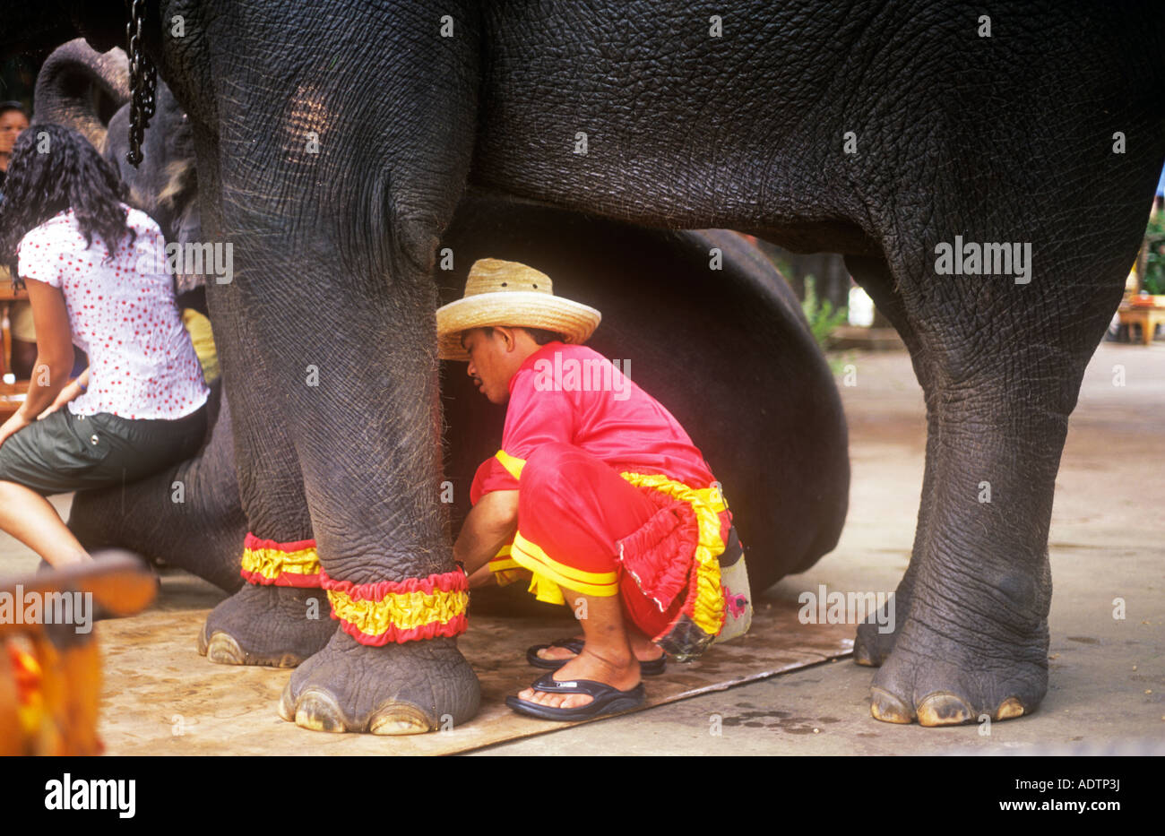 Elephant keeper dressing elephant in Ayutthaya, Thailand Stock Photo ...