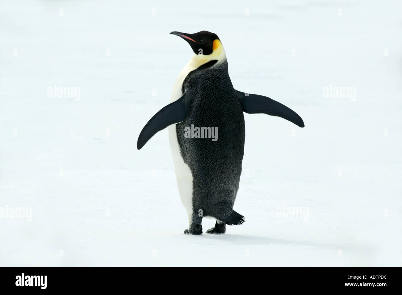One emperor penguin alone useful for advertising hi-res stock ...