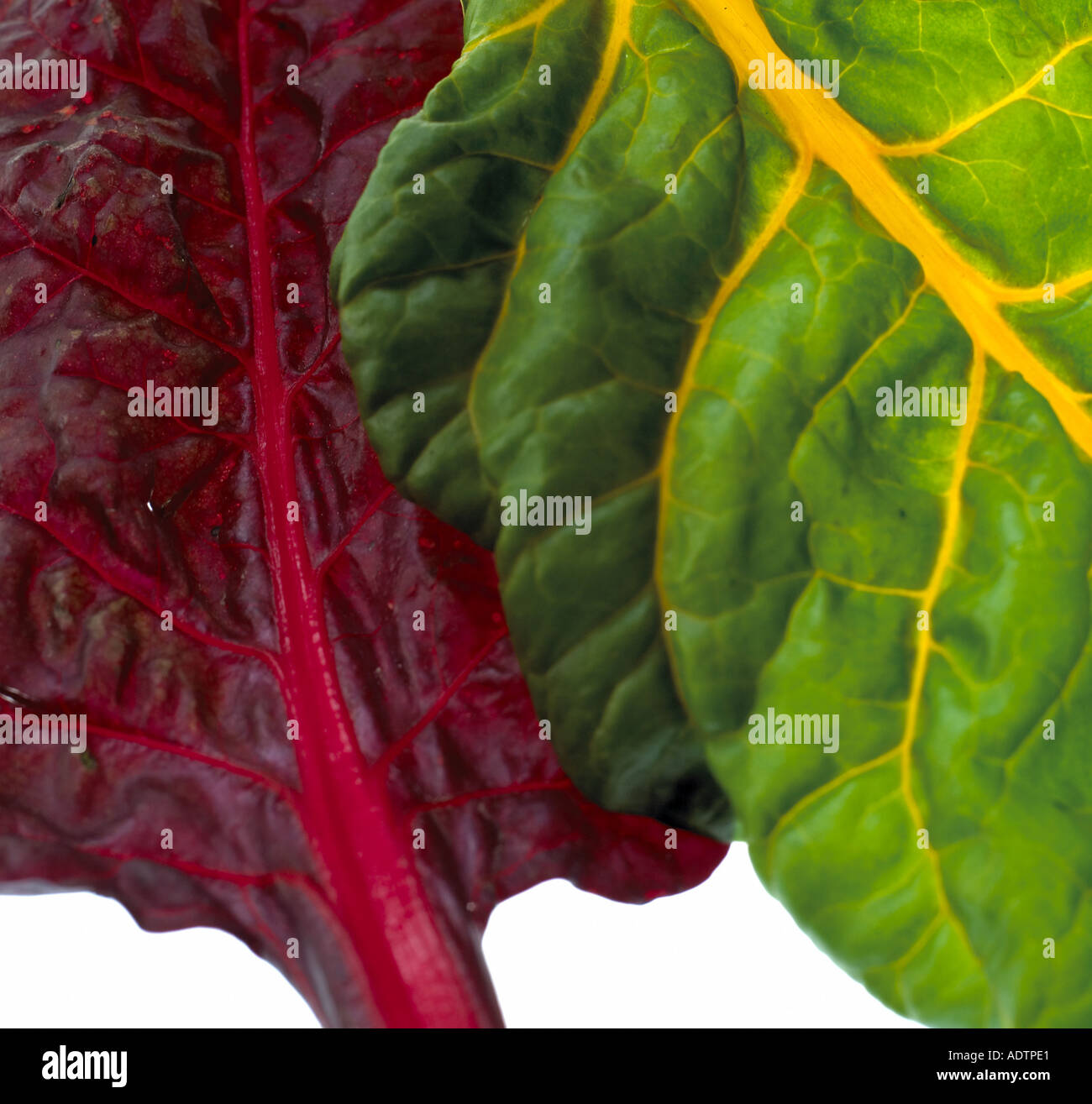 Chard varieties hi-res stock photography and images - Alamy