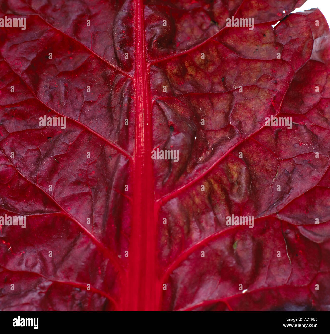 Chard varieties hi-res stock photography and images - Alamy