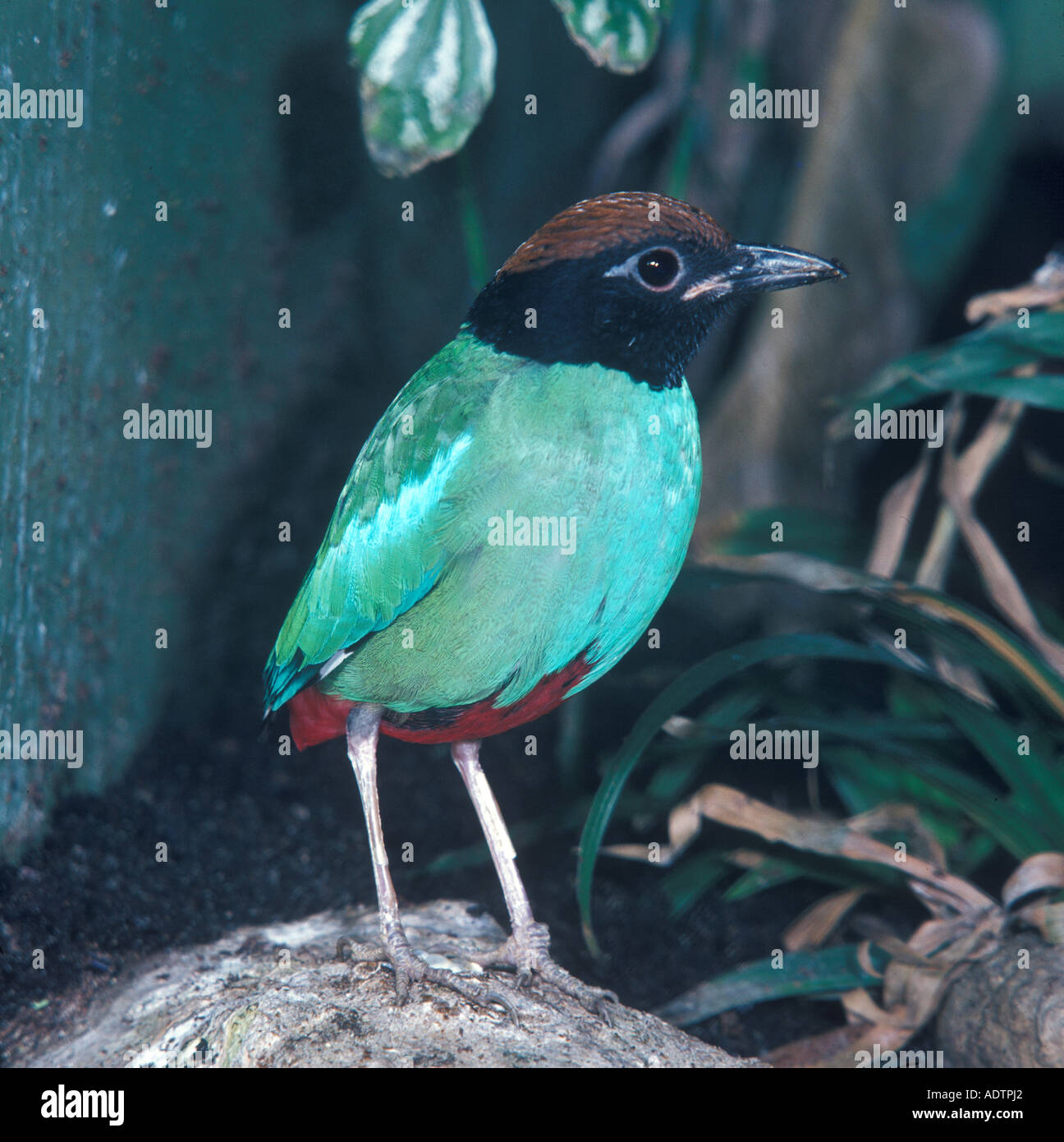 Hooded Pitta Pitta sordida close up standing Stock Photo - Alamy