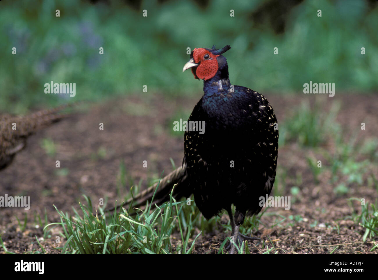 Ringed necked Pheasant Phasianus colchicus Melanistic Phase male close ...