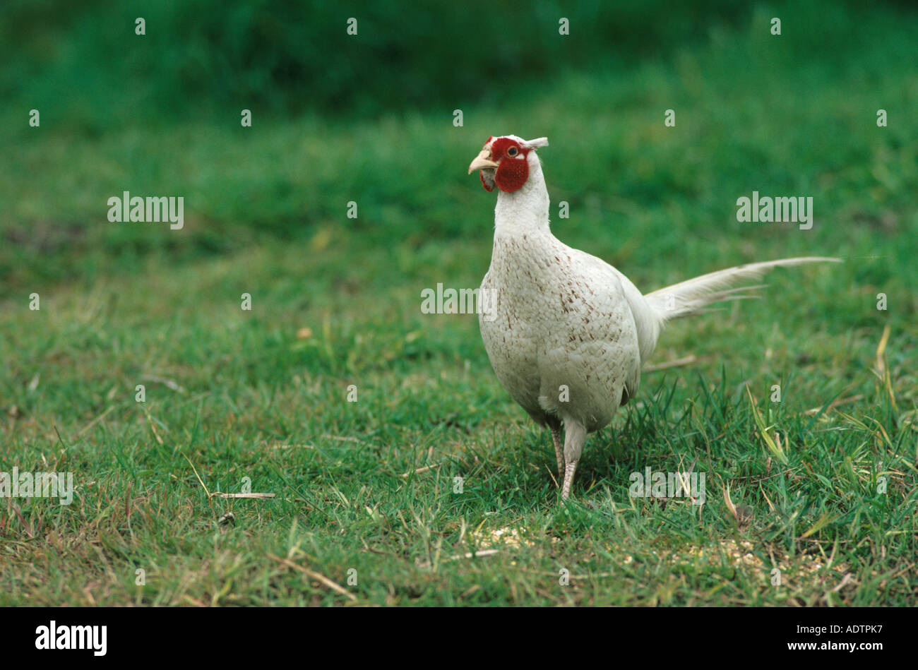 Common Pheasant Phasianus colchicus Male Albinistic Phase Stock Photo ...
