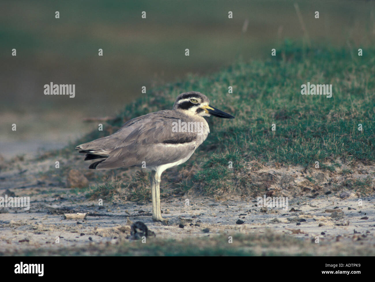 Great Stone Plover Esacus magnirostris Stock Photo - Alamy