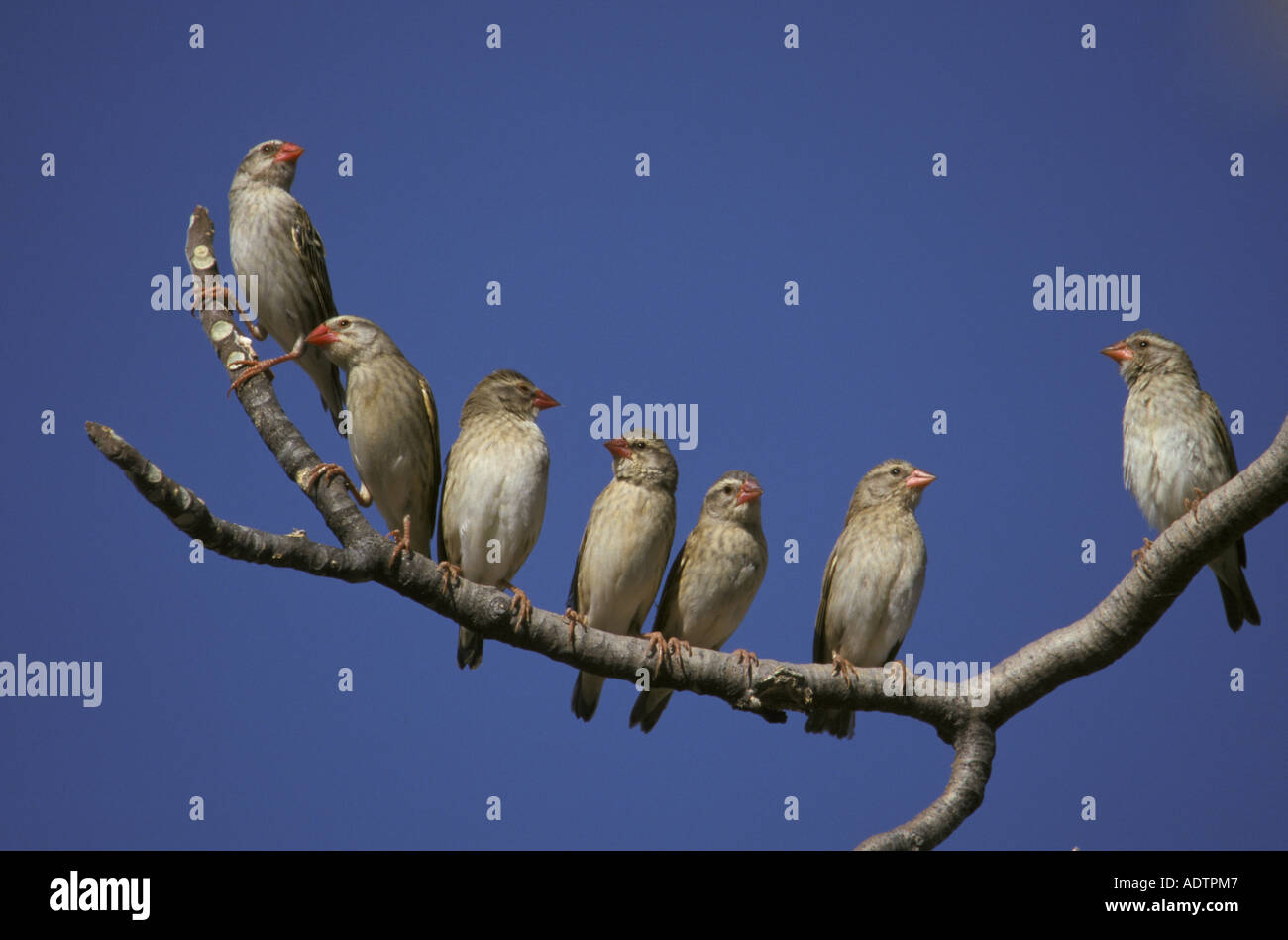 Queleas quelea quelea hi-res stock photography and images - Alamy