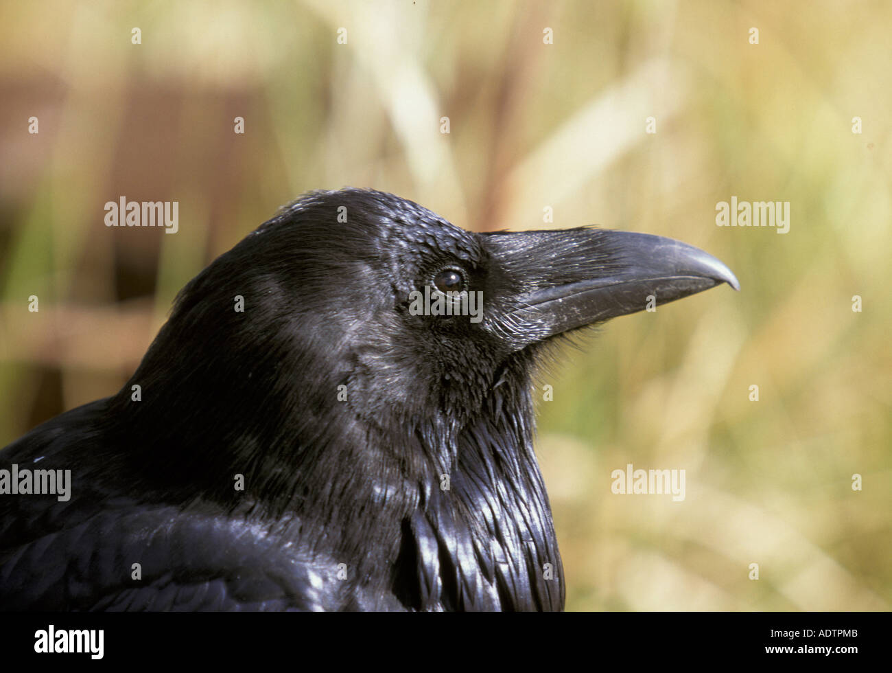 Raven Corvus corax Close up Stock Photo - Alamy