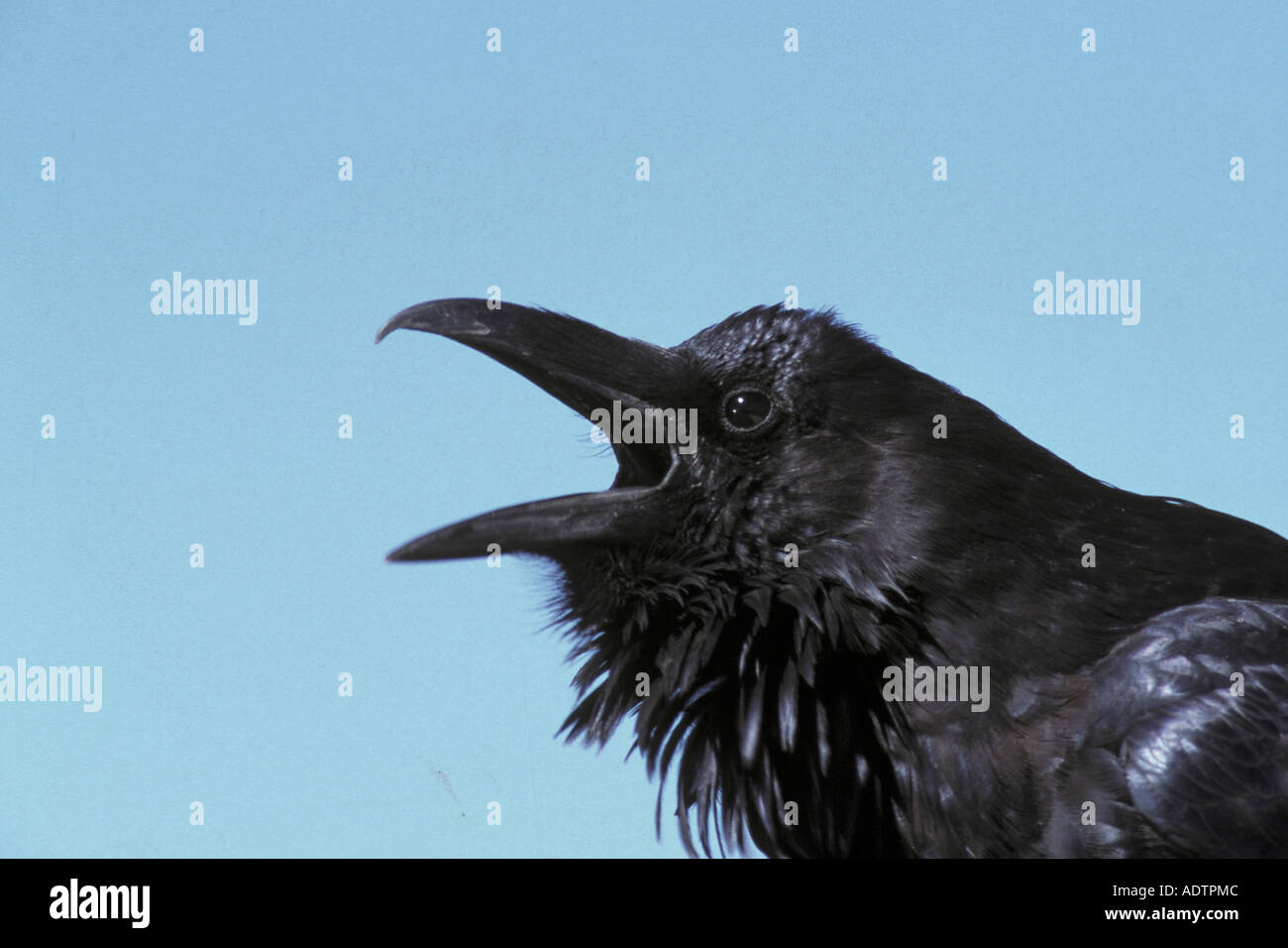 Raven calling hi-res stock photography and images - Alamy