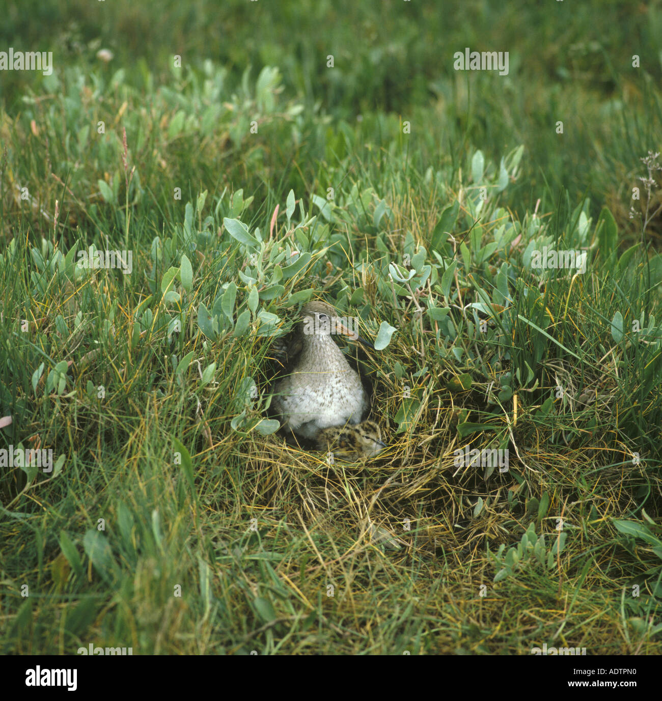 Redshank nest hi-res stock photography and images - Alamy