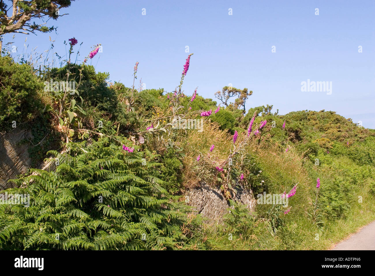 Devon lane hi-res stock photography and images - Alamy