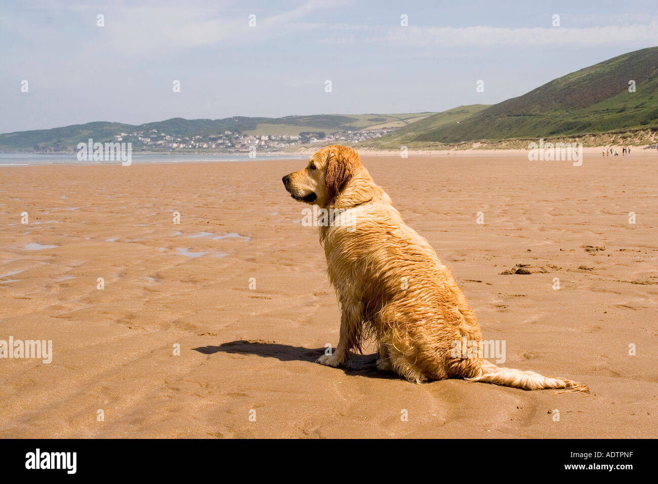 Golden retriever sitting on sand hi-res stock photography and images ...