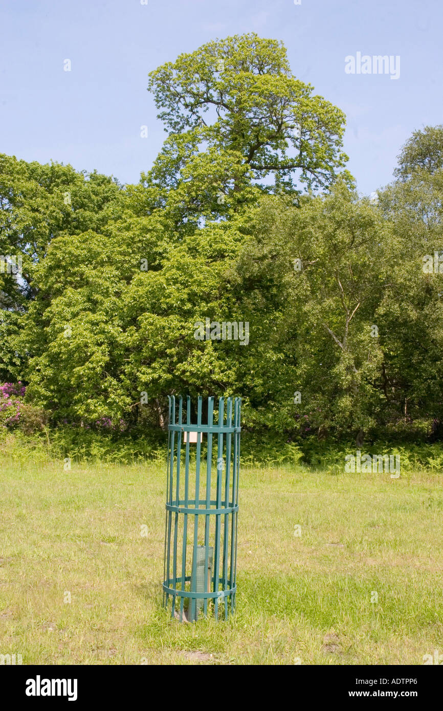 A deer guard protects a young oak tree growing at Captain's wood nature ...