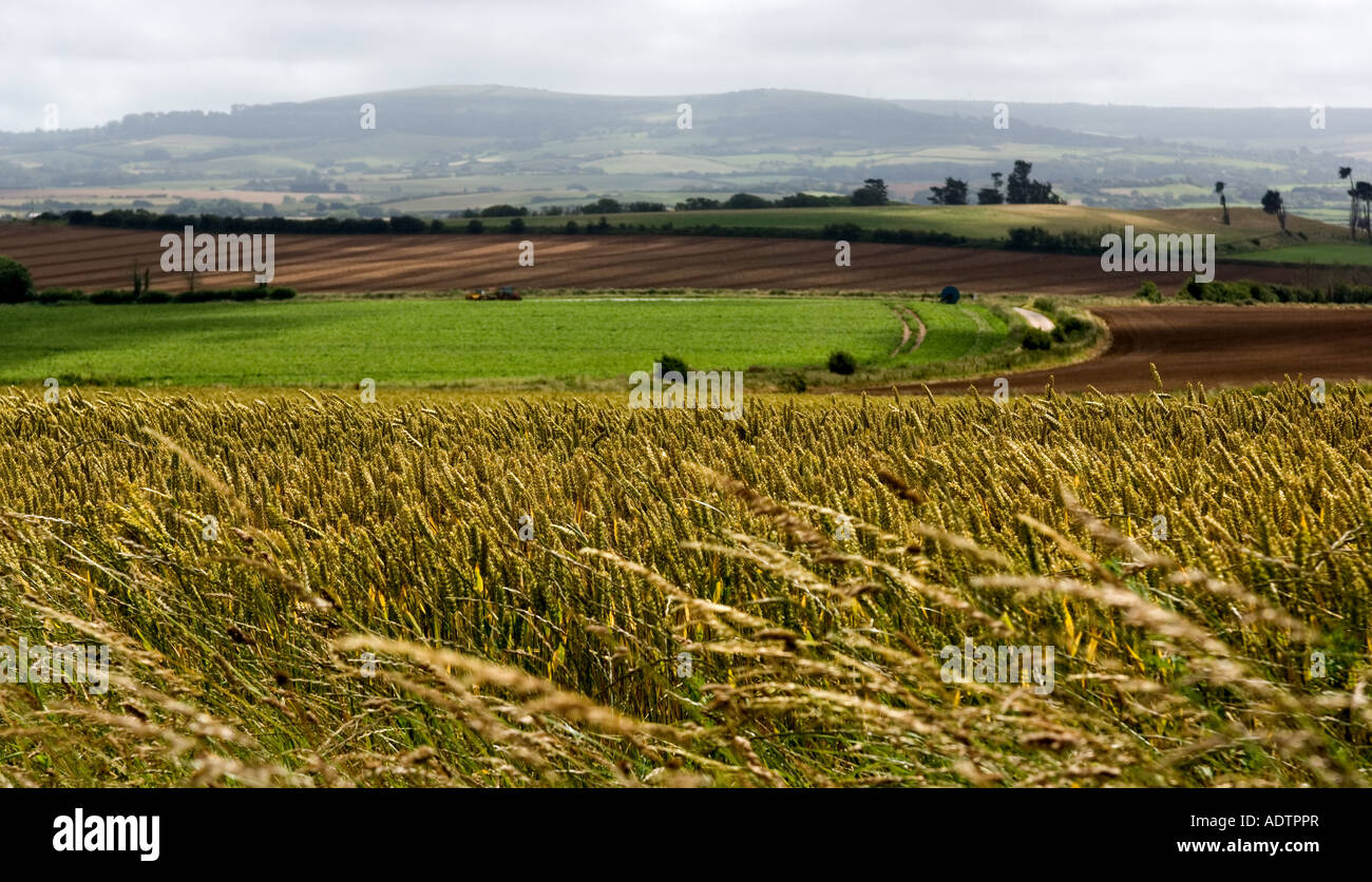 Wheat fields in the Isle of Wight Stock Photo - Alamy