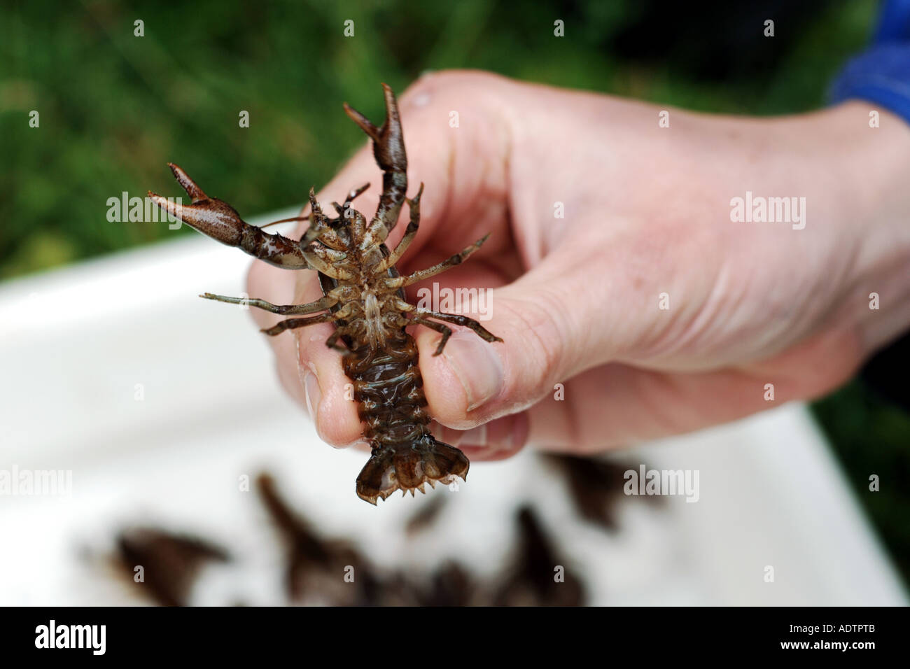 Environmental Agency staff inspect native cray fish stocks in a ...