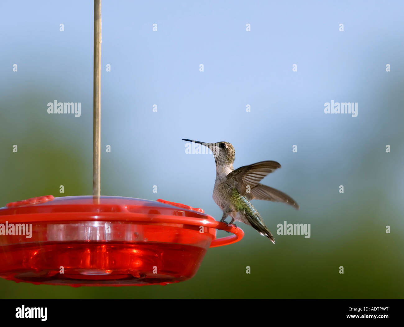 Female Ruby-Throated Hummingbird (Archilochus colubris) Oklahoma,USA ...