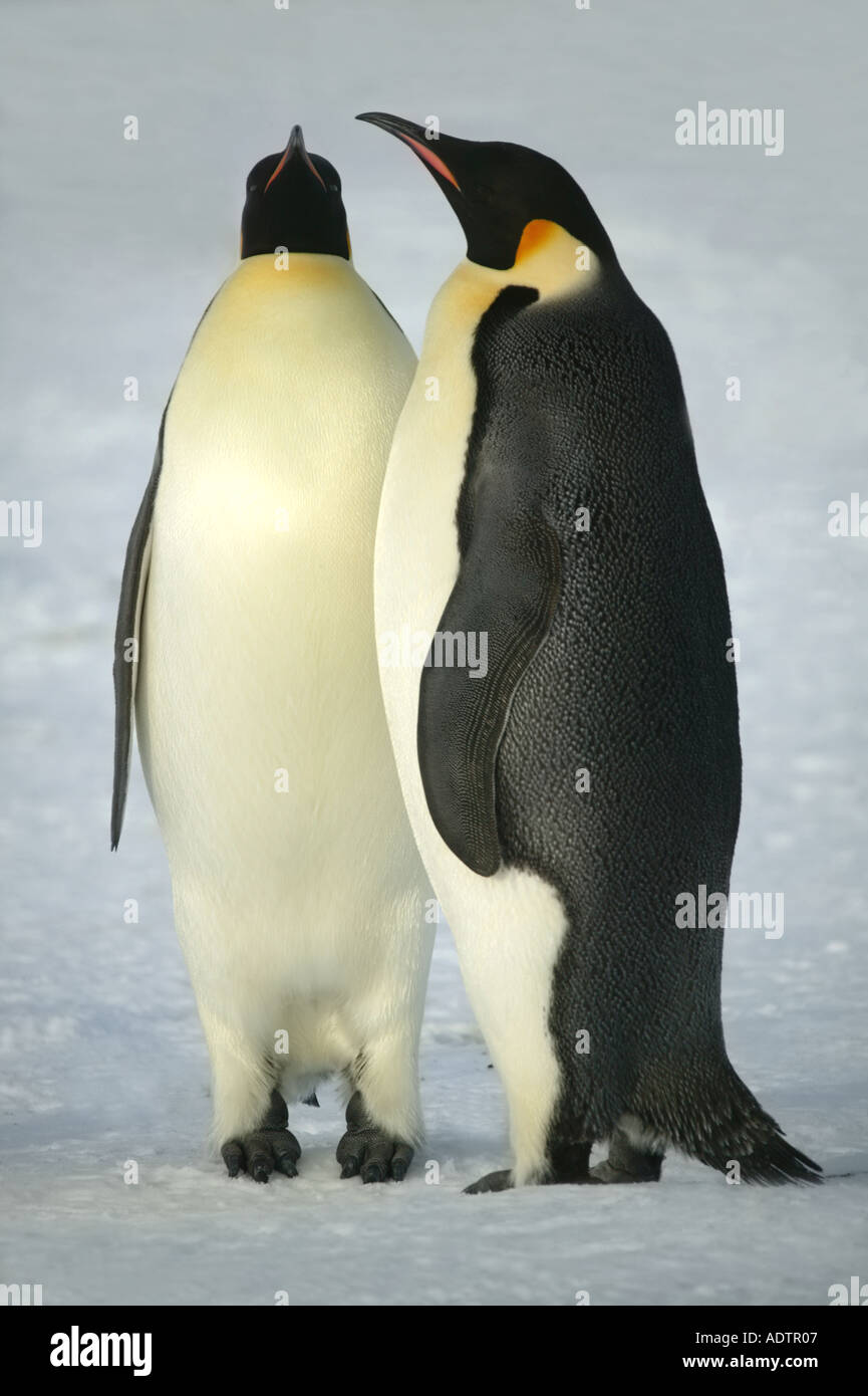Halley antarctica hi-res stock photography and images - Alamy