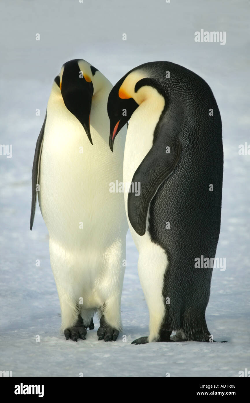 Two adult emperor penguins standing together on fast ice Halley Bay ...