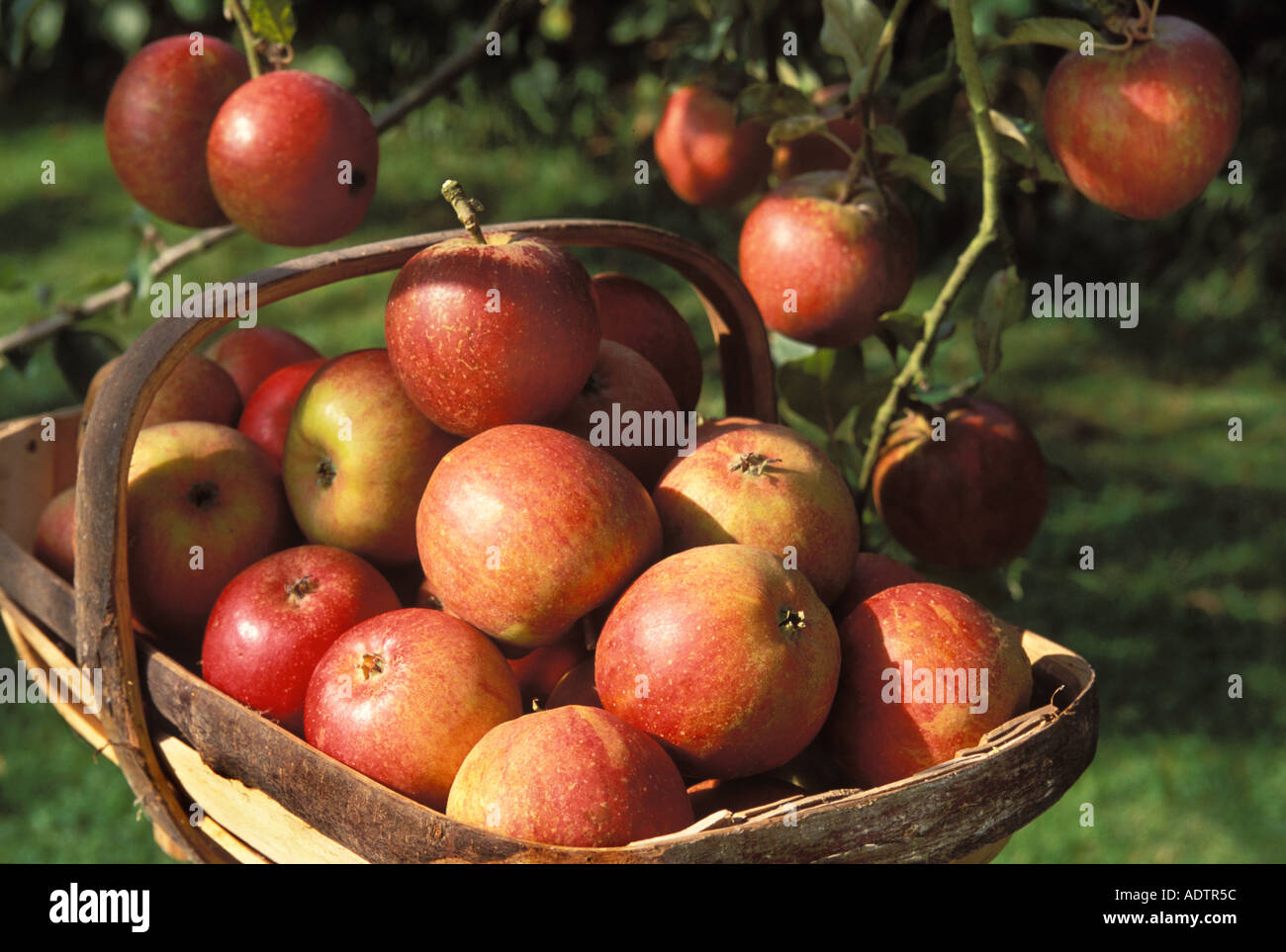 Basket of cox apples hi-res stock photography and images - Alamy
