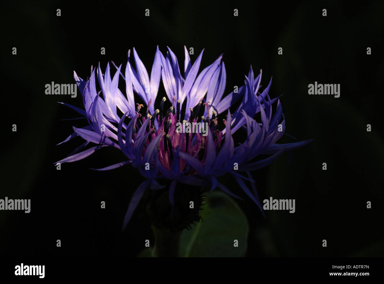 Blue Centauria Flower Stock Photo - Alamy