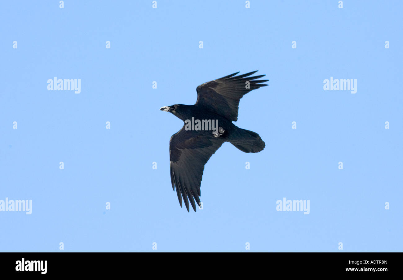 The glossy black feathers common raven hi-res stock photography and ...
