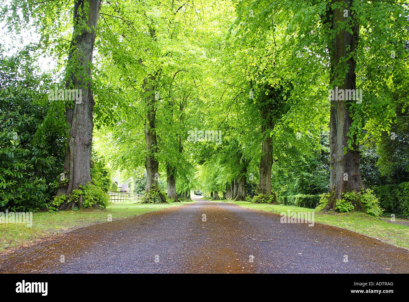 Tree lined avenue hi-res stock photography and images - Alamy