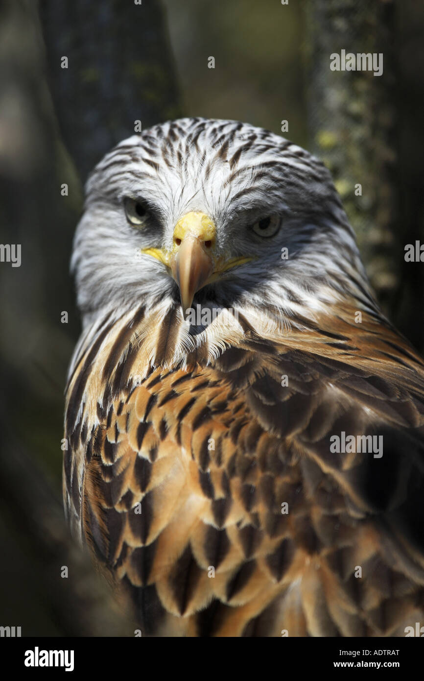 Milvus species hi-res stock photography and images - Alamy