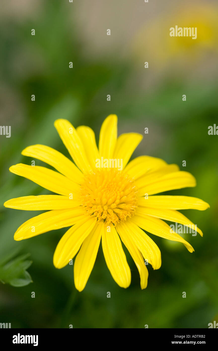 Marguerite daisy flower hi-res stock photography and images - Alamy