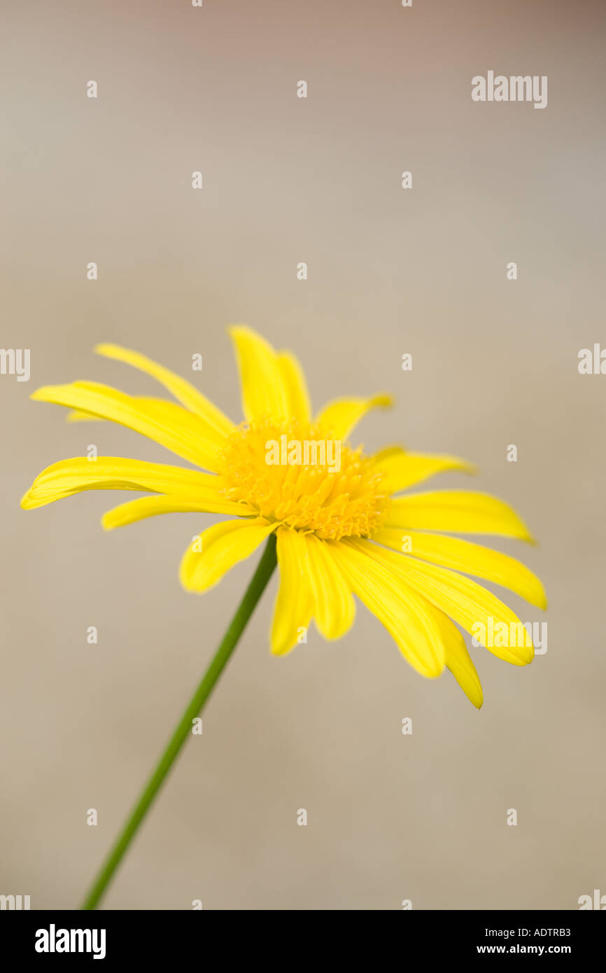 Marguerite daisy flower hi-res stock photography and images - Alamy