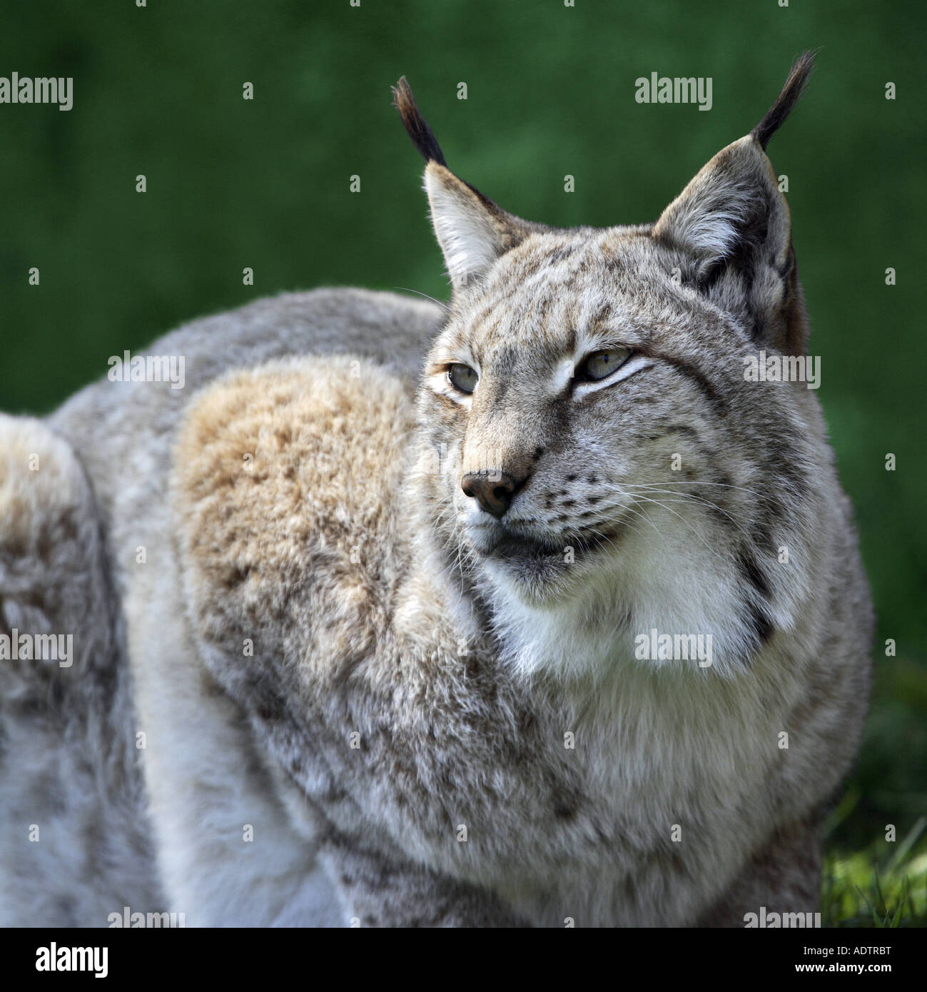 European lynx - Lynx lynx Stock Photo - Alamy