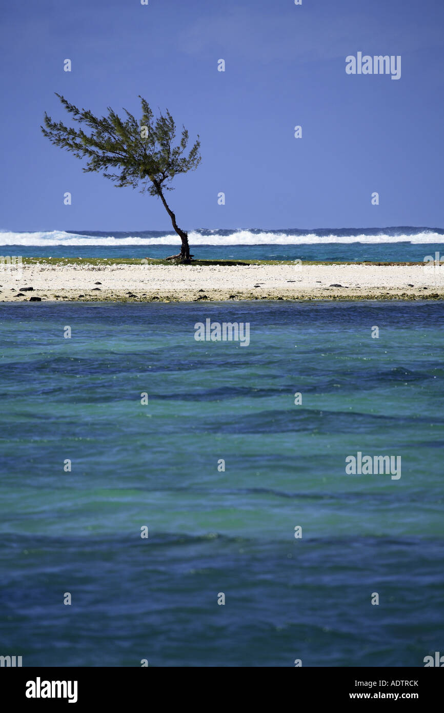 Casuarina tree hi-res stock photography and images - Alamy