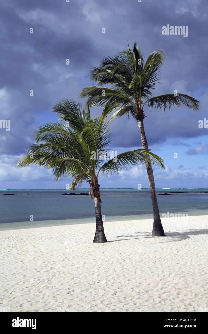 Two palm trees hi-res stock photography and images - Alamy