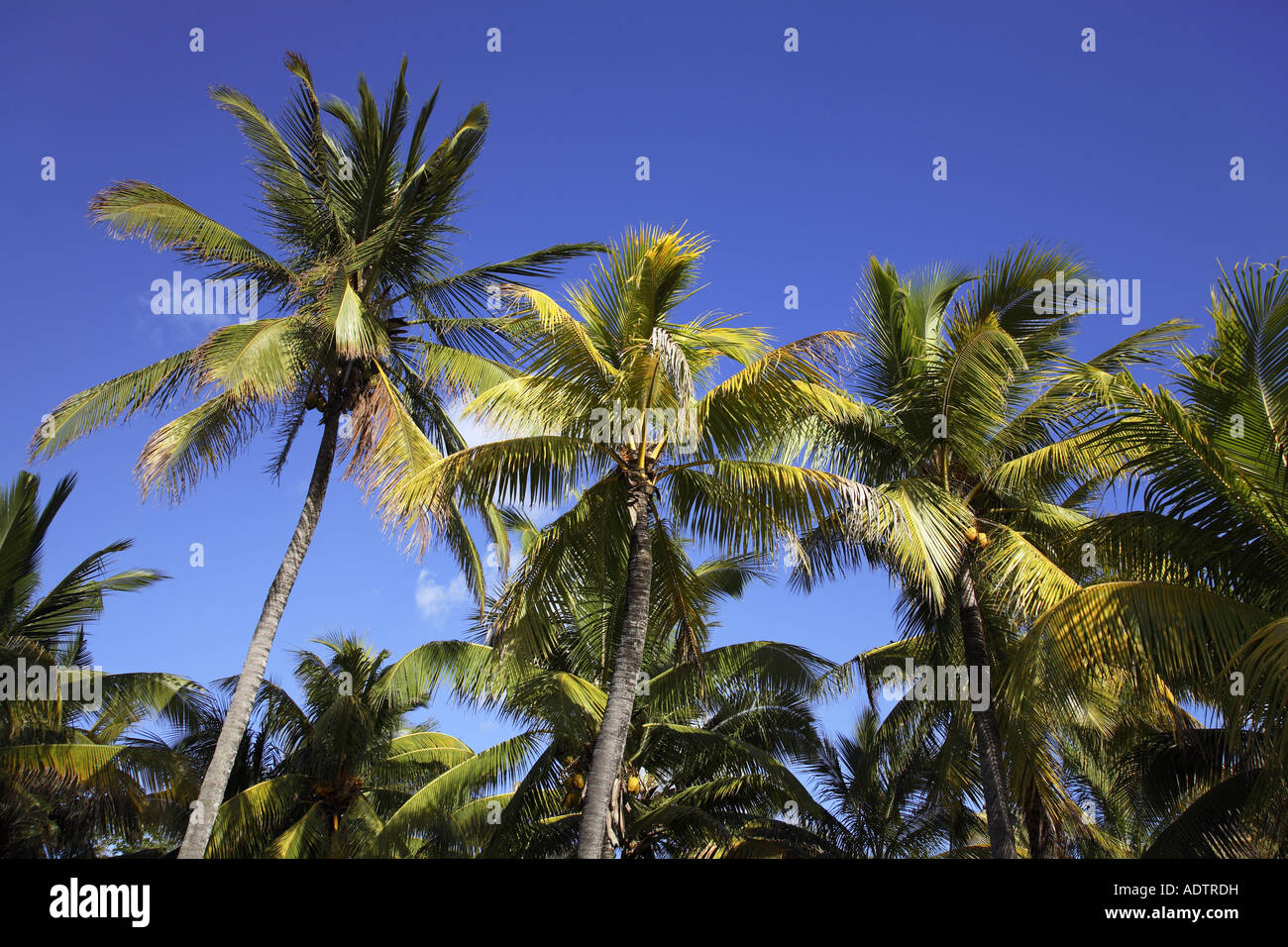 Several palm tree branches hi-res stock photography and images - Alamy