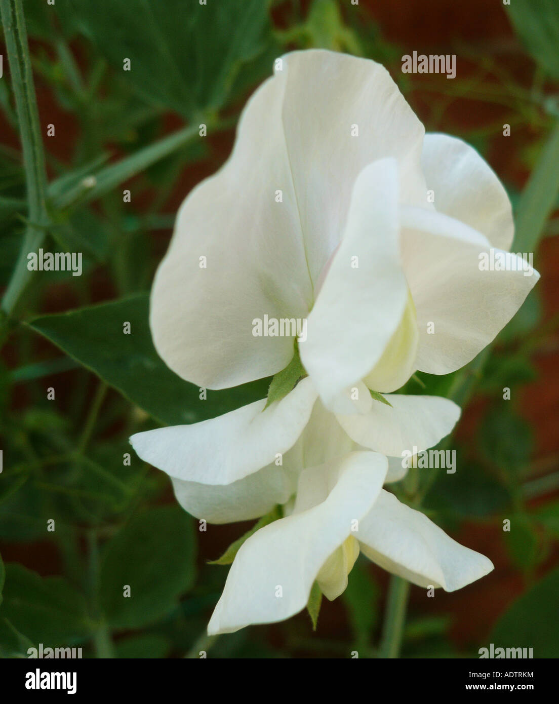 White Sweet Pea Stock Photo - Alamy