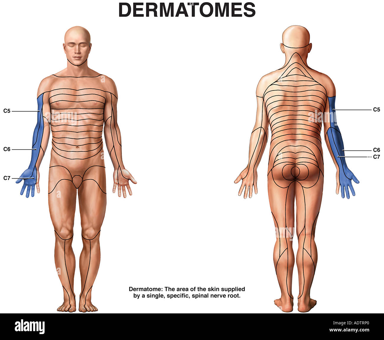 Dermatomes hi-res stock photography and images - Alamy